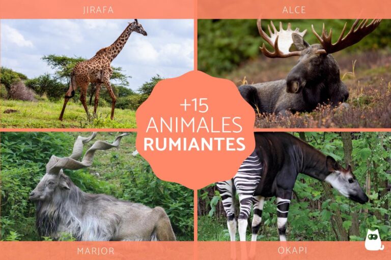 Animales rumiantes: Definición y ejemplos