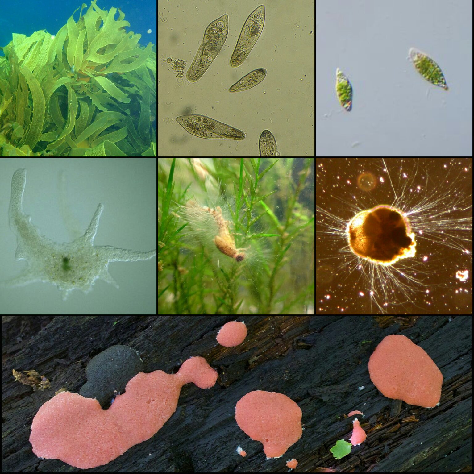 Explorando el Reino Protista: Definición y Ejemplos